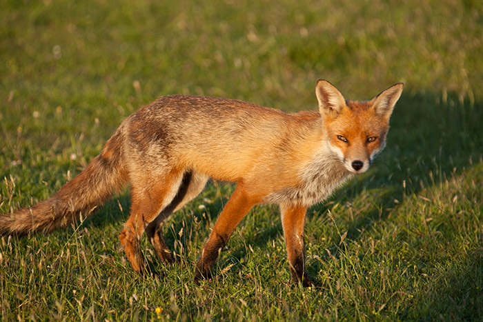 Fox at Heartland Moor | Swanage gallery