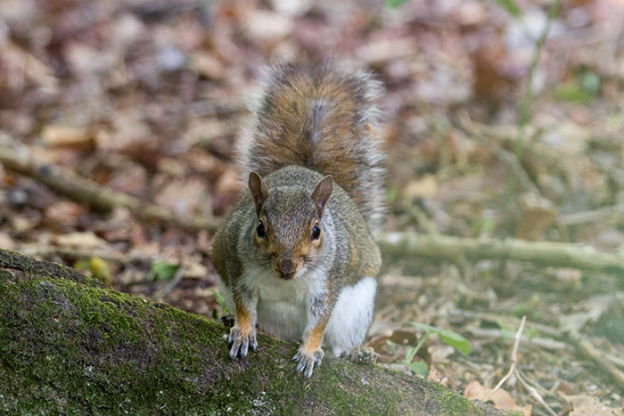 Squirrel | Swanage gallery