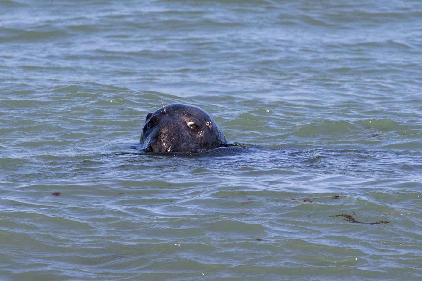 Common Seal | Swanage gallery