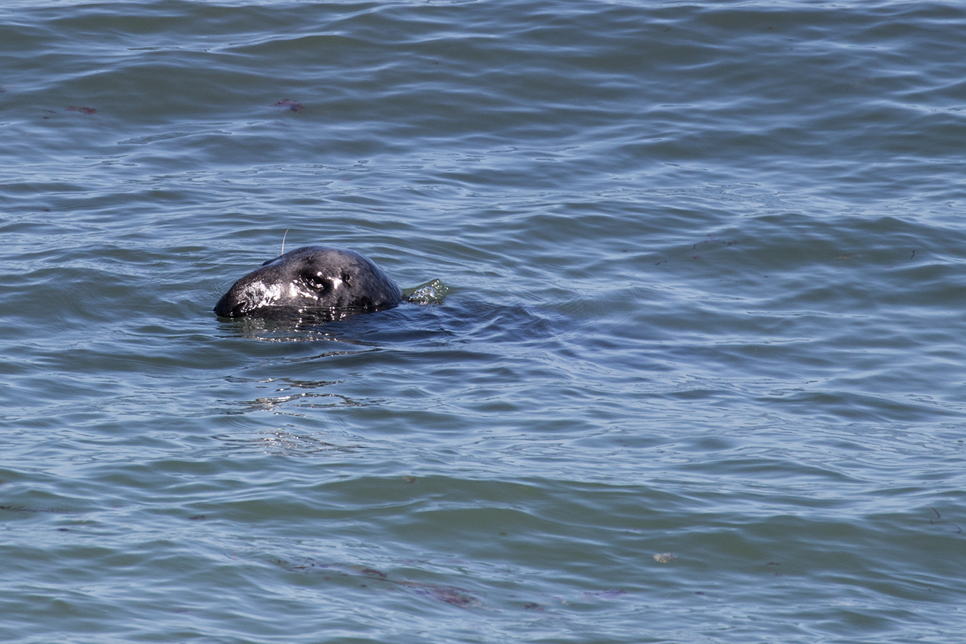Common Seal | Swanage gallery
